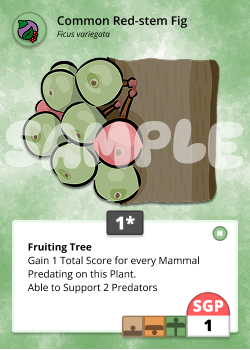 Illustration of the Common Red-stem Fig card
